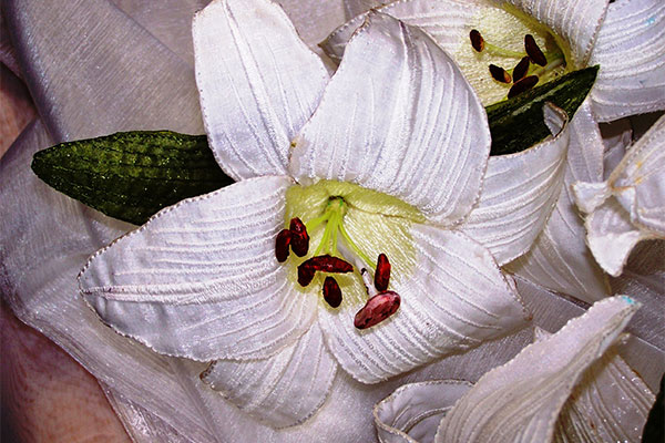 Fabric Saint Joseph Lily
