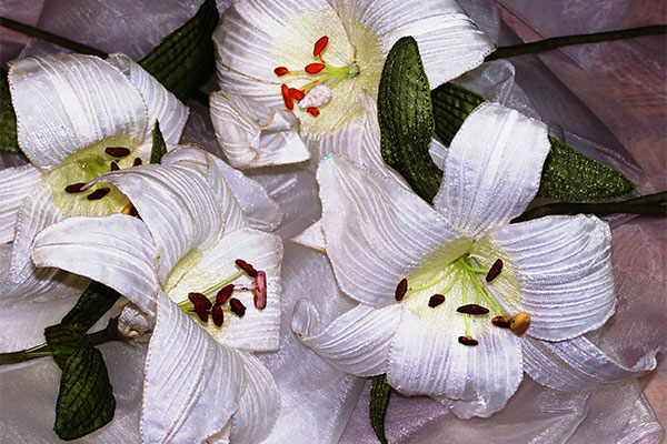 Fabric Saint Joseph Lily